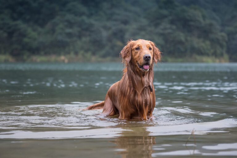 Liver Flukes: What Every Dog Owner Needs to Know | dogpacking.com