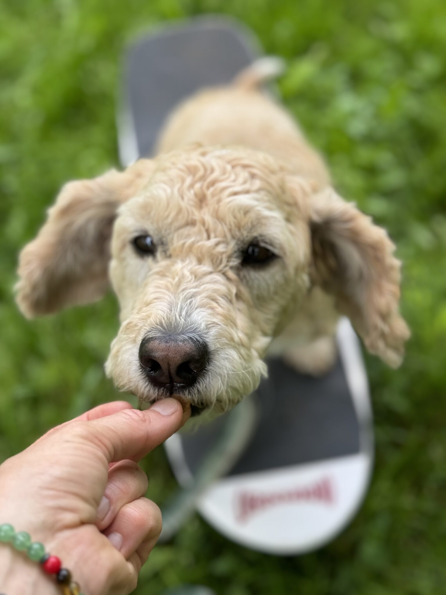 Skateboarding Basics for Dogs: 6 Easy Steps to Get Started | dogpacking.com
