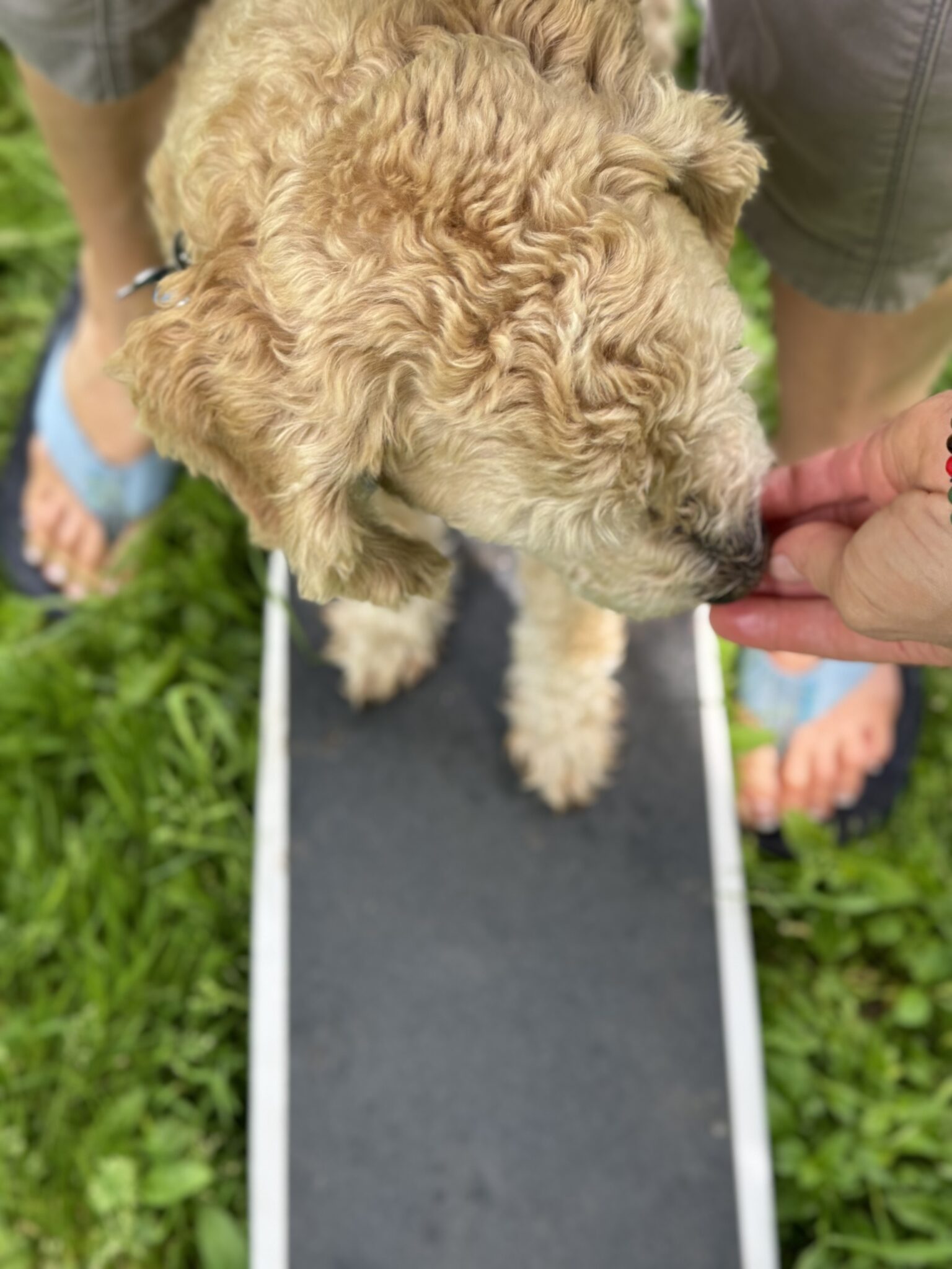 Skateboarding Basics for Dogs: 6 Easy Steps to Get Started | dogpacking.com