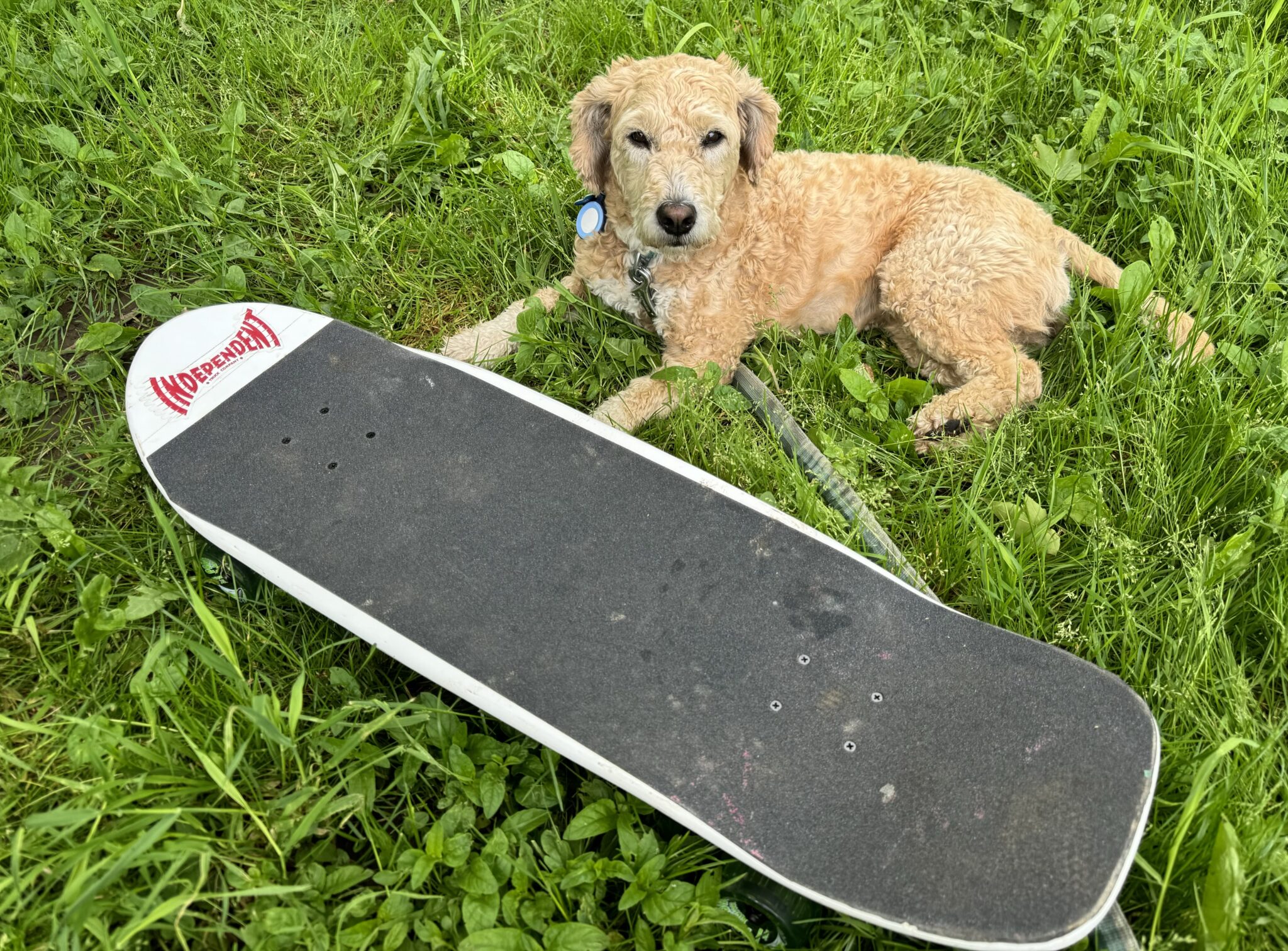 Skateboarding Basics for Dogs: 6 Easy Steps to Get Started | dogpacking.com
