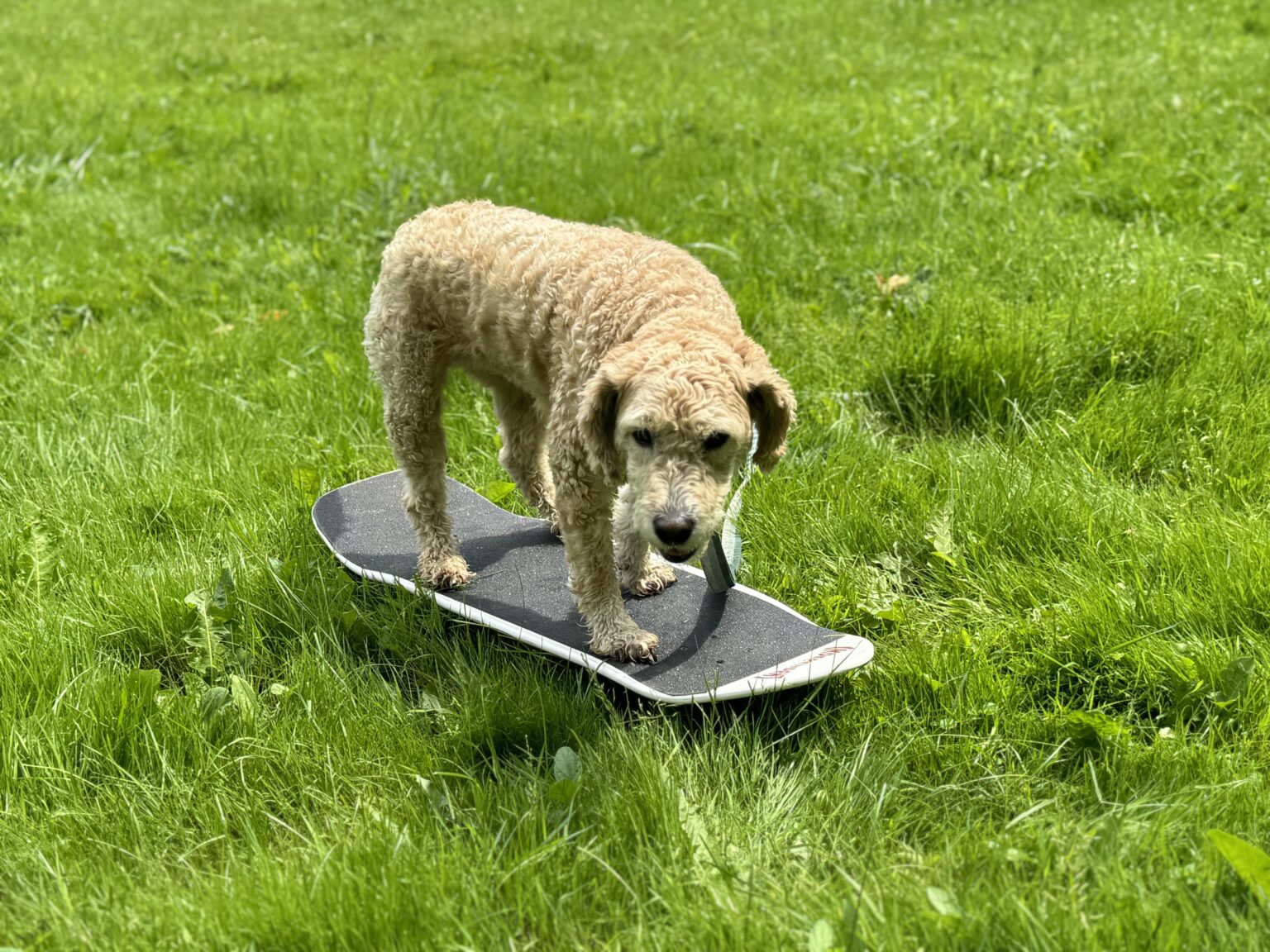 Skateboarding Basics for Dogs: 6 Easy Steps to Get Started | dogpacking.com