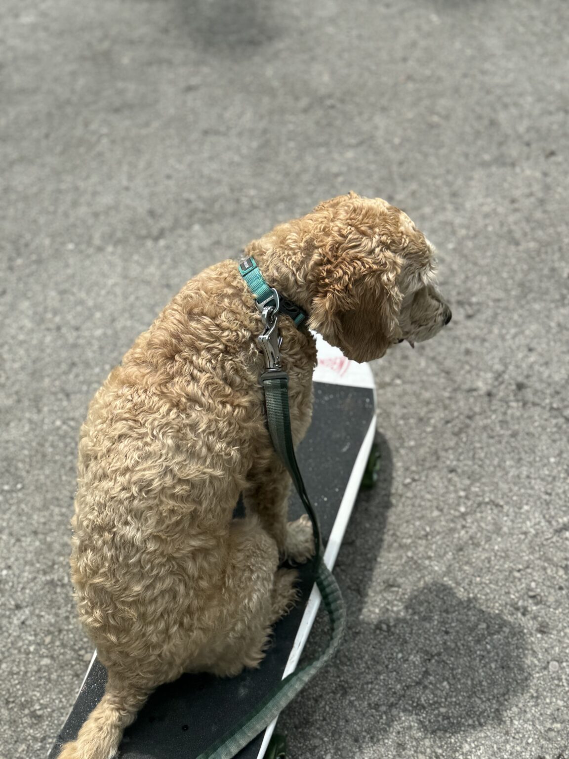 Skateboarding Basics for Dogs: 6 Easy Steps to Get Started | dogpacking.com