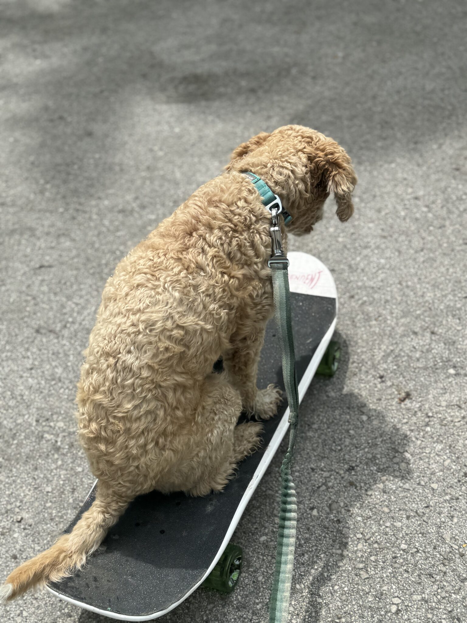 Skateboarding Basics for Dogs: 6 Easy Steps to Get Started | dogpacking.com
