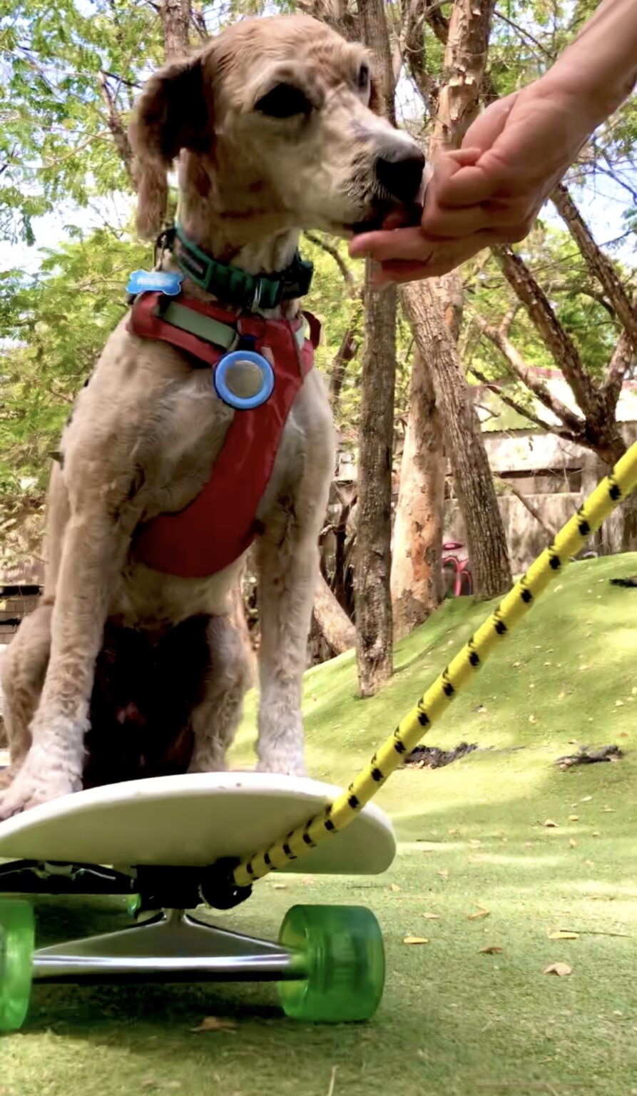 Skateboarding Basics for Dogs: 6 Easy Steps to Get Started | dogpacking.com
