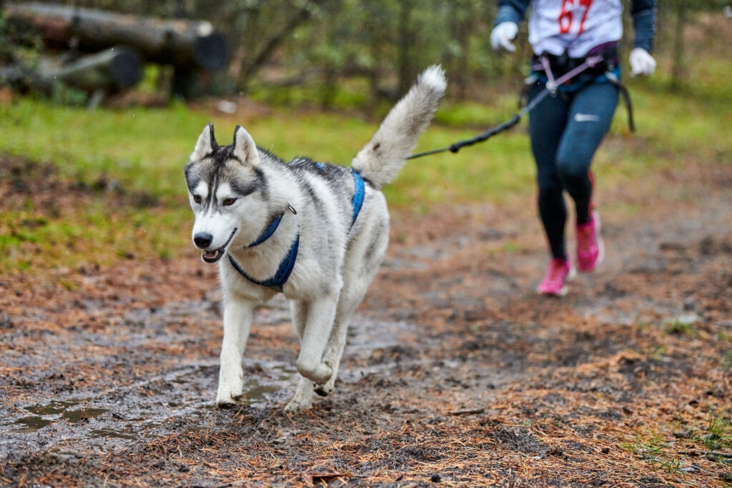 10 Dog-Friendly Races to Run or Walk with Your Dog this Fall ...