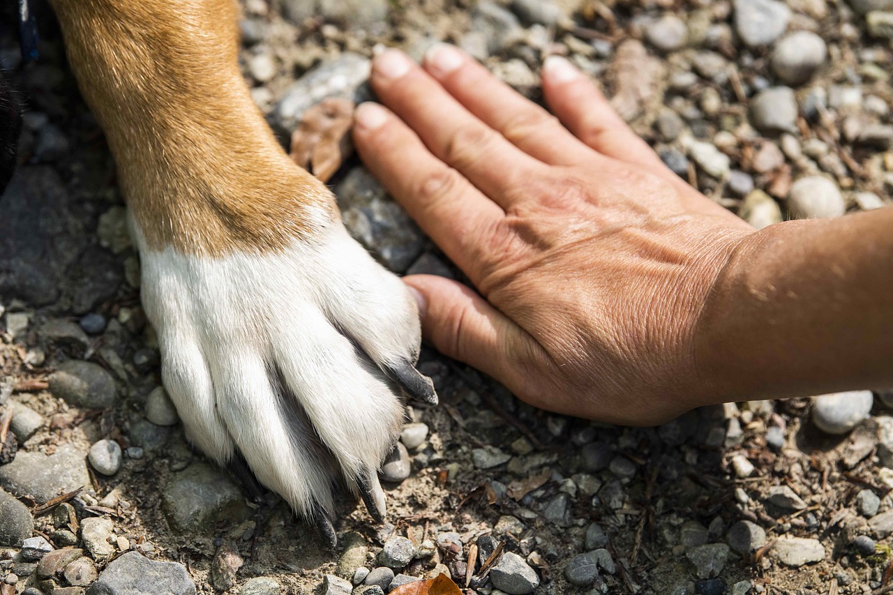 Dog Paw Anatomy and Footpad Care for Outdoor Adventures | dogpacking.com