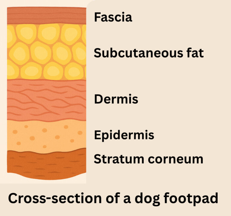 Dog Paw Anatomy and Footpad Care for Outdoor Adventures | dogpacking.com