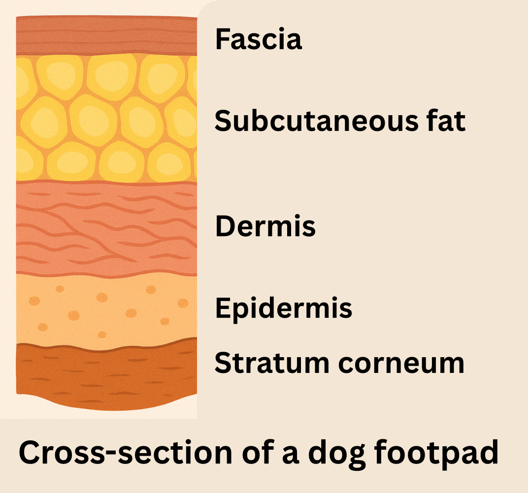 Dog Paw Anatomy and Footpad Care for Outdoor Adventures | dogpacking.com
