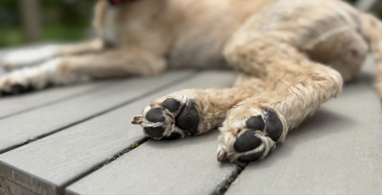 Dog Paw Anatomy and Footpad Care for Outdoor Adventures | dogpacking.com