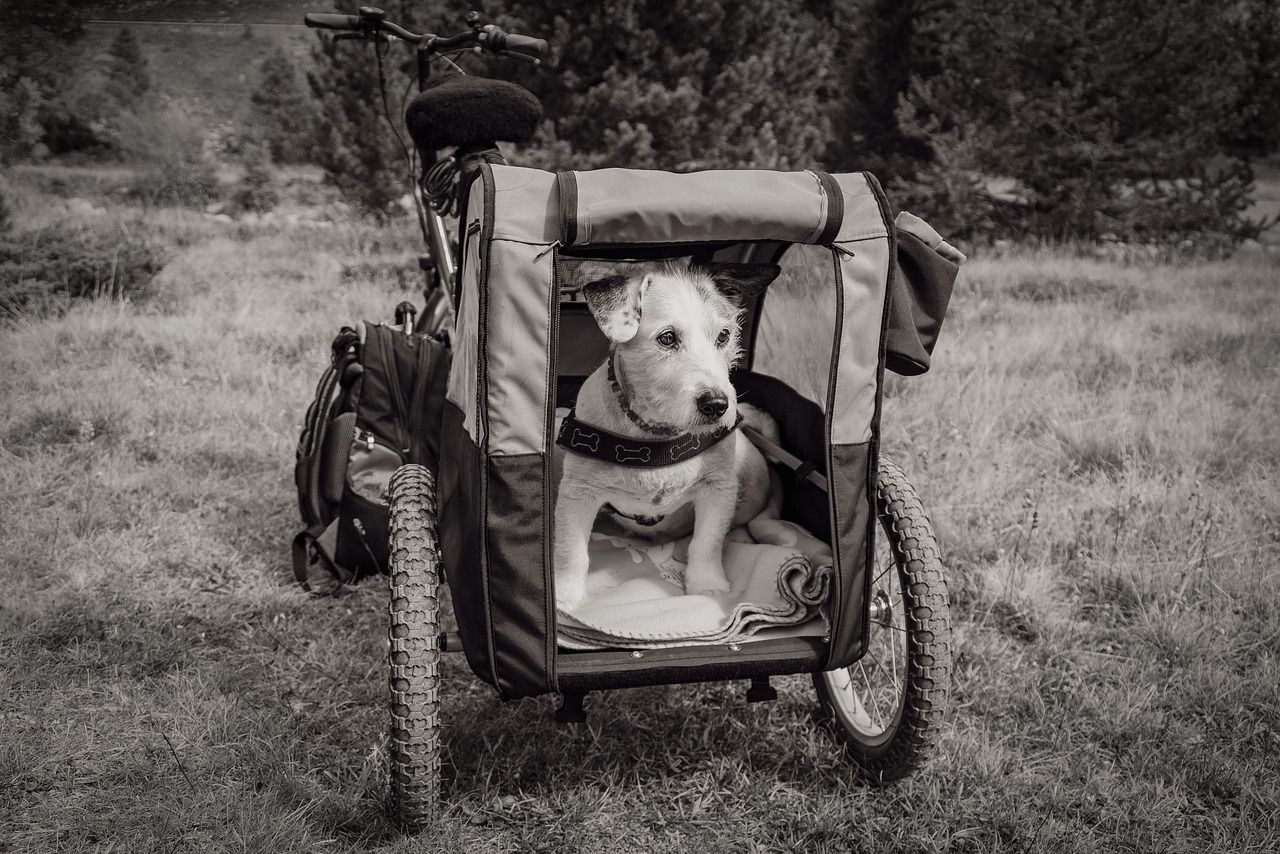 How to Bike With Your Dog: A Guide for New Dogpackers | dogpacking.com