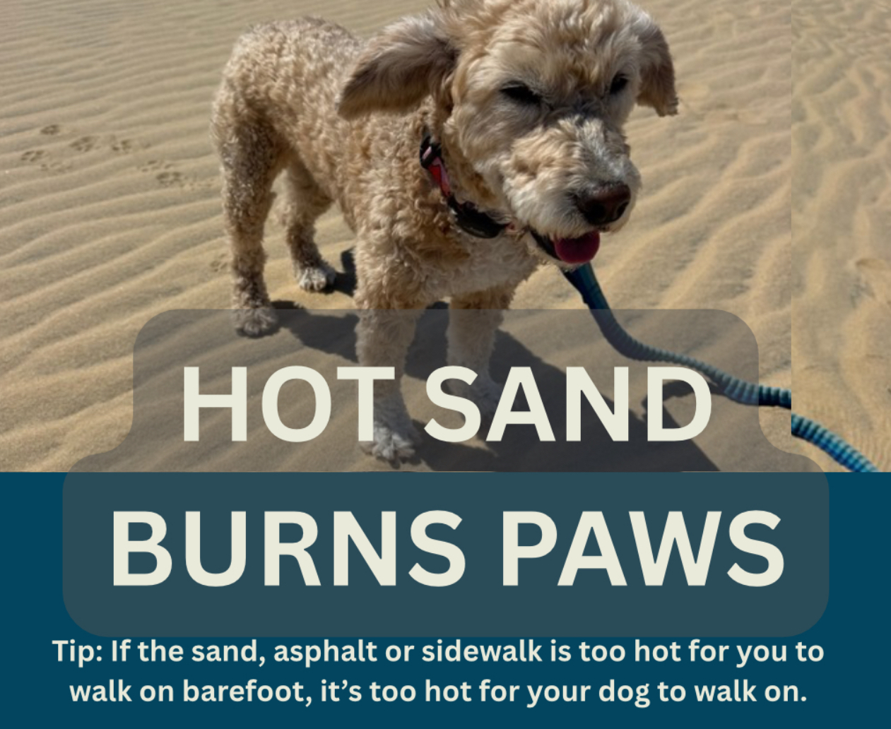 Dog Paw Anatomy and Footpad Care for Outdoor Adventures | dogpacking.com