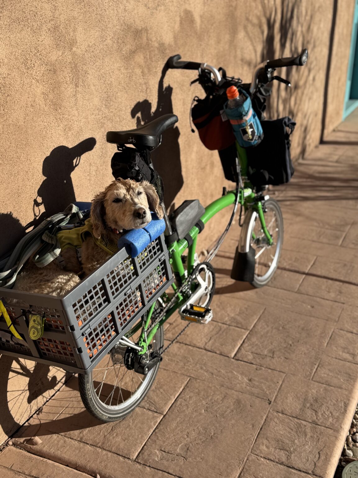 How to Bike With Your Dog: A Guide for New Dogpackers | dogpacking.com
